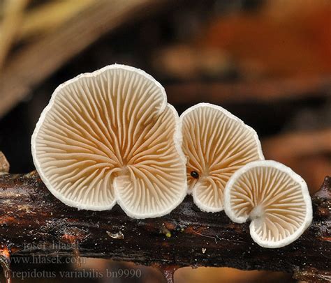 Variable Oysterling Crepidotus Variabilis