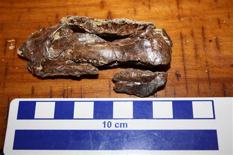 Juvenile Xiphactinus Fossil Id The Fossil Forum