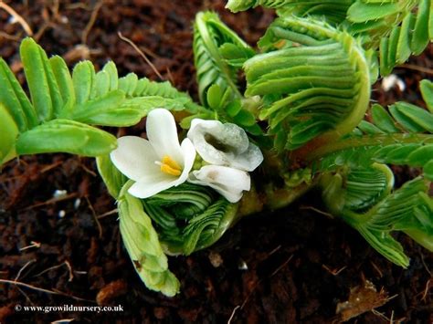 Pteridophyllum Alchetron The Free Social Encyclopedia