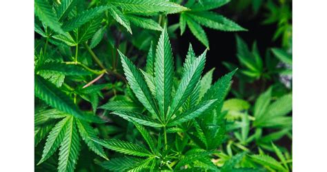 Може ли конопът да помогне за почистването на замърсяване с „вечни химикали Български Фермер