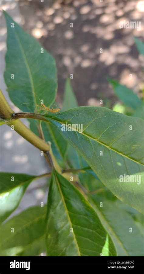Leafhopper Assassin Bug Zelus Renardii Stock Photo Alamy