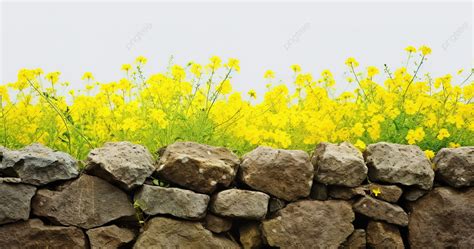 Wild Rapini Flower In A Field With Stones And Old Cement Background High Resolution Domestic
