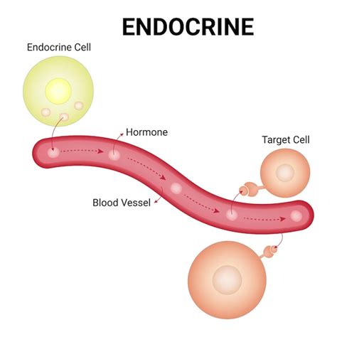 Hormone Target Cell Endocrine System Quiz Gcse Biology Aqa Higher
