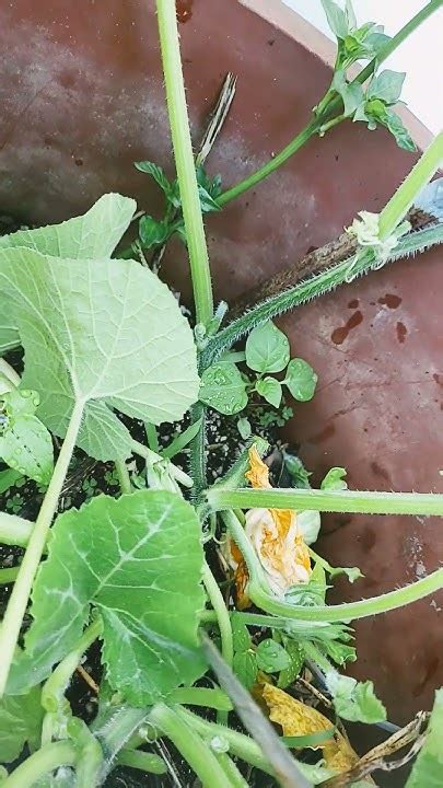 2025년 6월 3일멧돌 호박 순치기호박 뿌리쪽 잎사구와 아들순 정리했어요 잘 성장하고 있네요도시농부 Youtube