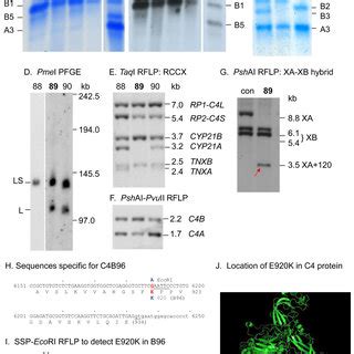 PDF Effects Of Complement C4 Gene Copy Number Variations Size Dichotomy And C4A Deficiency On