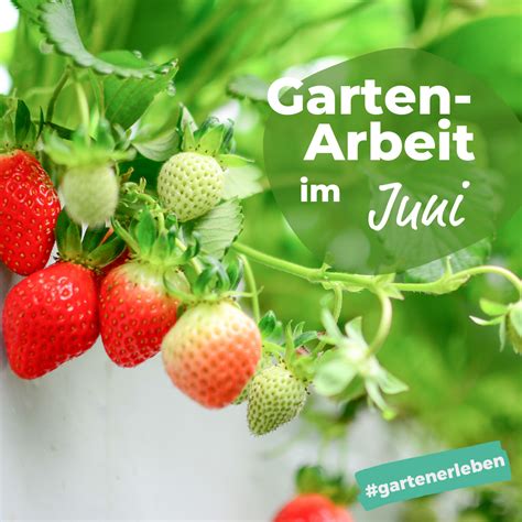 Gartenarbeit Im Juni Und Ein Kleiner Gartenrundgang Gpjjo