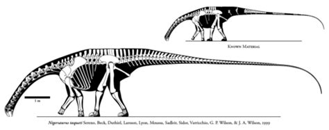 Nigersaurus Wikipedia