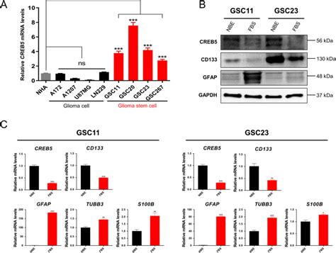 Creb5 Promotes The Proliferation And Self Renewal Ability Of Glioma