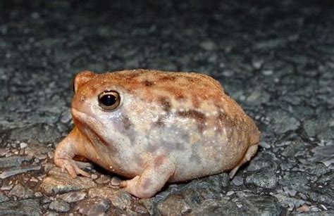 Pin By Tammy Minder On Fancy Frogs And Such Frog Amphibians Toad