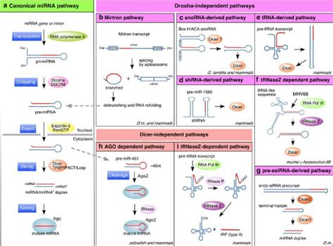 Pathways Of Mirna Biogenesis Miyoshi Et Al 2010 Download Scientific Diagram