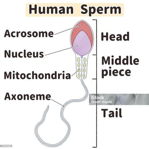 Jelaskan Struktur Sperma Manusia Dengan Diagram Berlabel Ilustrasi Stok Unduh Gambar Sekarang