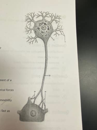 Bio 152 Exam 4 Flashcards Quizlet