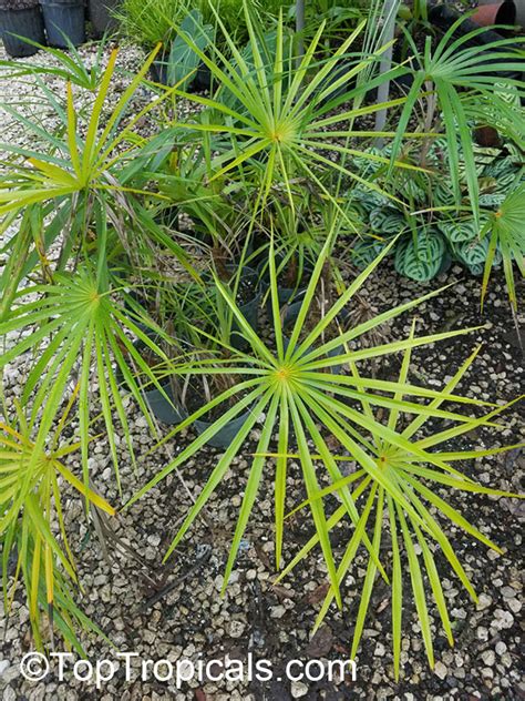 Cryosophila Williamsii Lago Yojoa Palm Top Tropicals Plant Encyclopedia