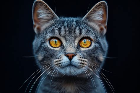 회색 얼룩무늬 고양이 사진 무료 다운로드 Lovepik