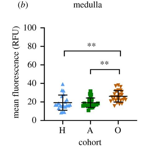 Quantification Of Serotonin Immunofluorescence In The Optic Lobes Of