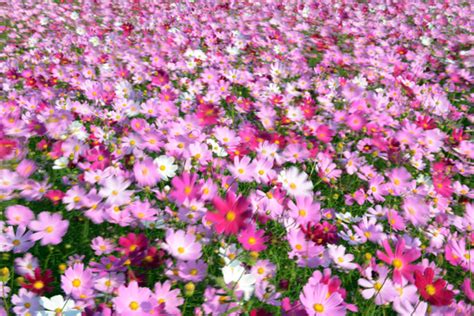 바람에 춤추는 코스모스 이렇게 아름다워도 되나 오마이뉴스