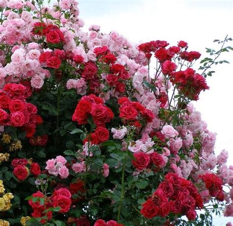 Градината на феите The Garden Of The Fairies Дървото в центъра