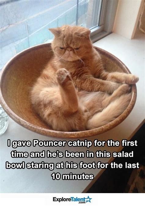 17 Cats That Might Have Had Too Much Catnip I Can Has Cheezburger
