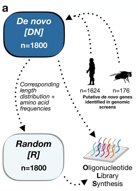 The Mystery Of De Novo Proteins Is Revealed By A Team Of Researchers From The Czech Republic And