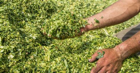 News Grass And Maize Combination Creates Winter Ration Challenges