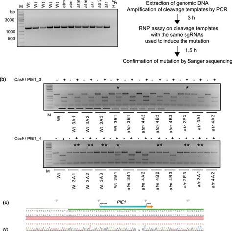 In Vitro Assay To Estimate Cleavage Efficiency Of Sgrnacas9 Complexes Download Scientific