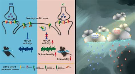 828 脑科学日报 Neuron：平衡脑细胞的兴奋性和抑制性的关键分子之一 知乎