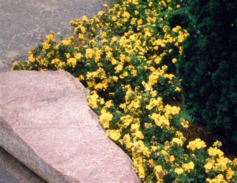Лапчатка кущова Goldteppich 3 річна, Лапчатка кустарниковая Голдтеппич ...