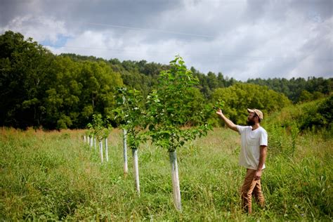 Can Agroforestry Breathe New Life Into Carbon Markets Civil Eats
