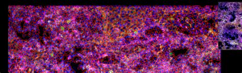 Transferring Segmentation Predictions From Custom Masks To Qupath Usage And Issues Imagesc Forum