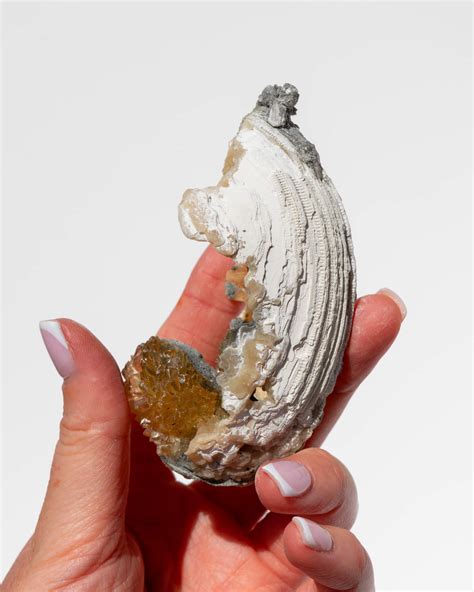 Fossilised Clam Shell With Calcite 39