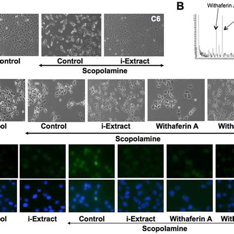 Level Of Expression Of Dna Damage Marker γh2ax A And Oxidative