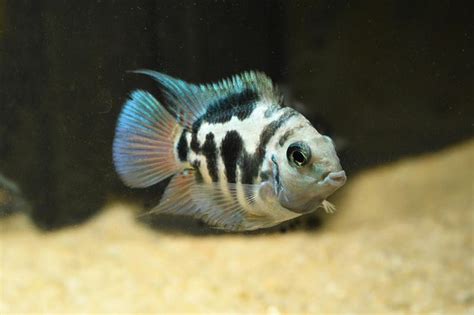 Polar Blue Parrot Cichlid Size Tank Mates Care