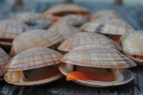 Shellfish Shell Free Photo On Pixabay Pixabay