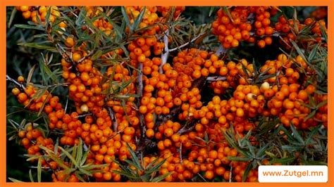 ЧАЦАРГАНЫ МОДНЫ АЧ ТУС