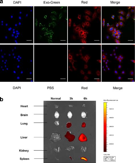 Uptake And Tracking Of Mensc Ex In Aml12 Cells And Mice A