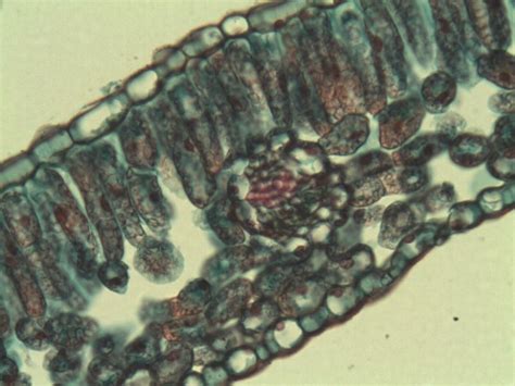 Dicot Leaf Cross Section Diagram Quizlet