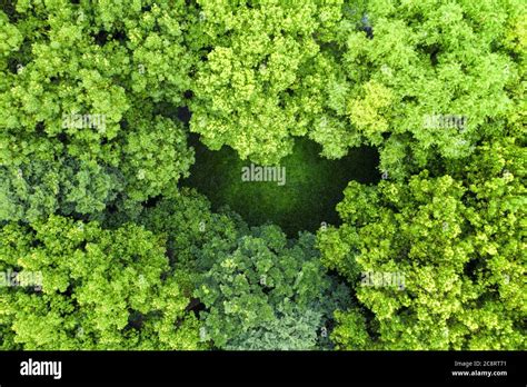 aerial of green trees with crescent interval field aerial in suzhou