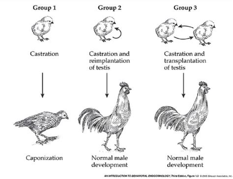 Sex Differences Flashcards Quizlet