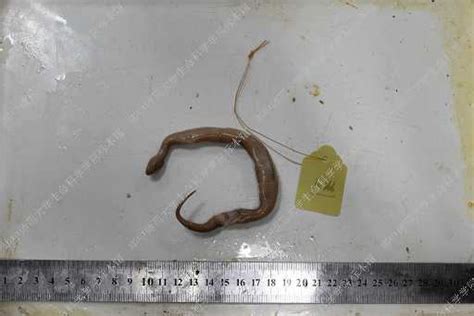 短尾蝮 Gloydius brevicaudus 物种库 国家动物标本资源库