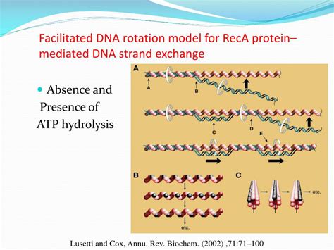 Ppt The Role Of Reca In Dna Replication Powerpoint Presentation Free
