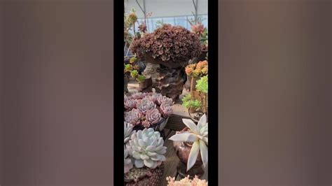 공삼번지다육농원 다육아트 다육식물 다육이 바위솔 다육이번식 Youtube