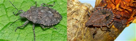 7 Types Of Stink Bugs Found In Alberta Id Guide Bird Watching Hq