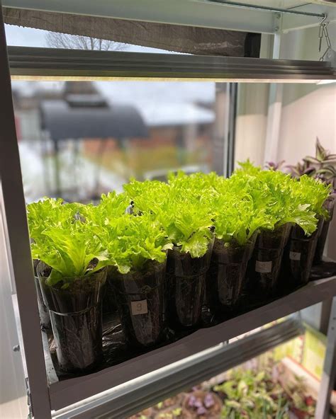 Органические удобрения Added A Органические удобрения