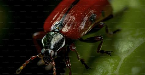 녹색 잎 위에 앉아있는 붉은 딱정벌레 사진 Unsplash의 곤충 이미지