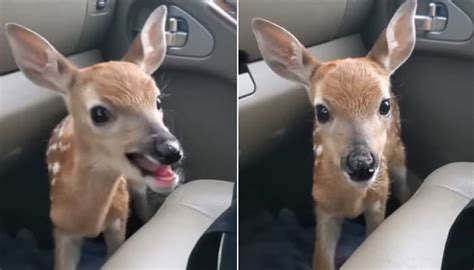 죽은 어미 사슴 곁에서 홀로 발견된 새끼 사슴 구조했더니 잠시후 구슬프게 우는 울음소리