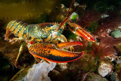 How Do Lobsters Communicate With Each Other And What Are They Signaling