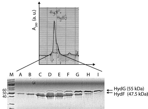 6 Elution Profile From The Analytical Gel Filtration Of The Hydf And