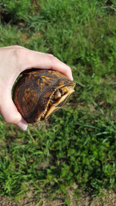 Shy Turtle Album On Imgur