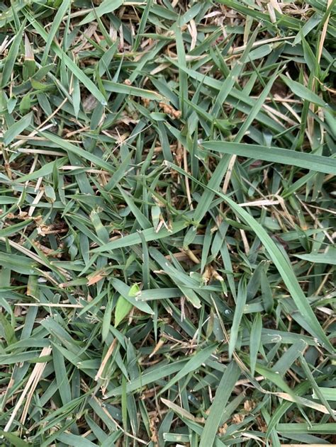 Help Identifying Grassweed Rlawncare