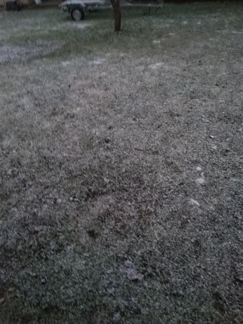 Buried My Contaminated Agar Plate Just A Couple Days Ago And Now My Yard Is Fully Colonized R